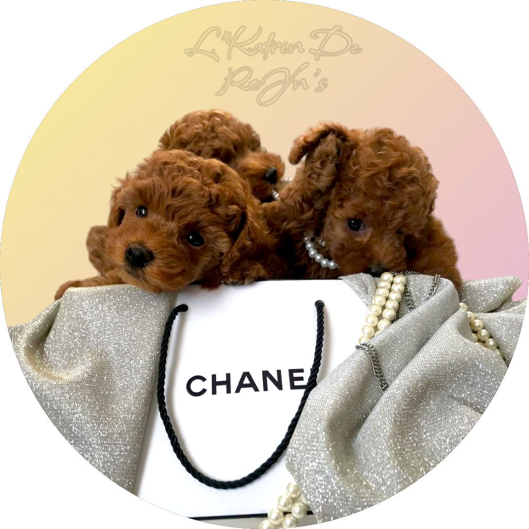 Rachel Voyage Dog poodle party toy — poodle.by